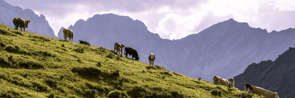 Head of animundo.ch (w/m/d) 80-100% Stelle bei Identitas AG - Bern